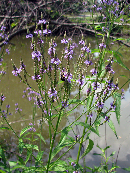 Blue Vervain | Project Noah