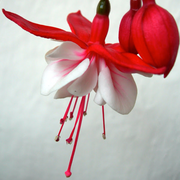 Fuchsia | Project Noah