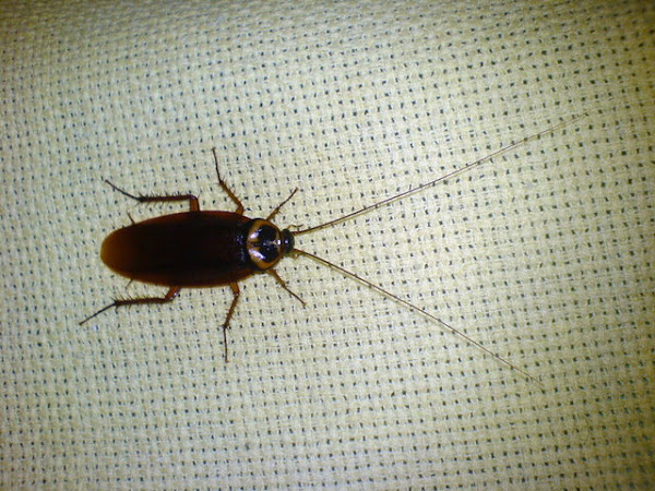 American Cockroach | Project Noah