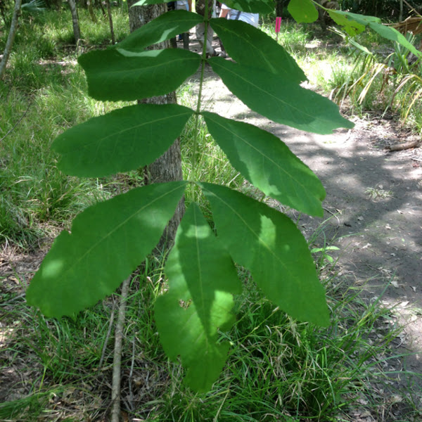 Illinois pecan | Project Noah