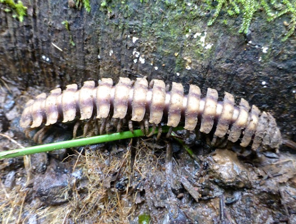 Python Millipede | Project Noah