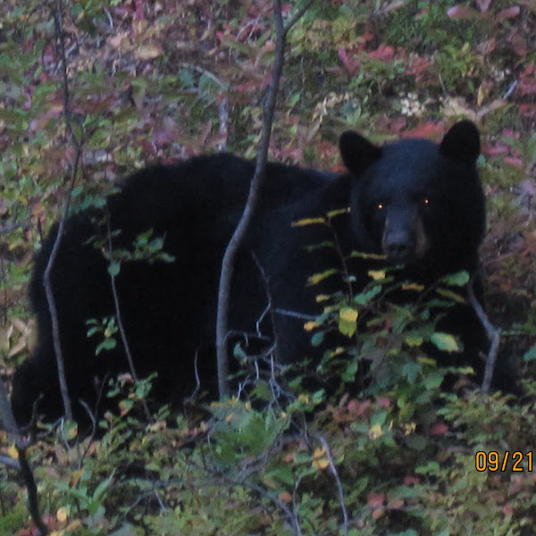 American Black Bear | Project Noah