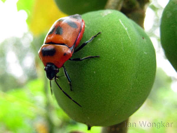 Red Jewel Beetle | Project Noah