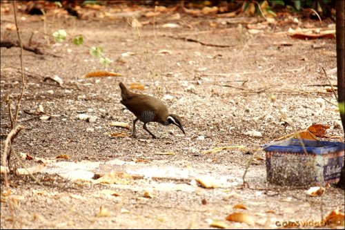 Barred Rail | Project Noah