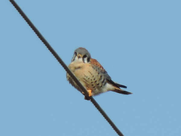 American Kestrel | Project Noah