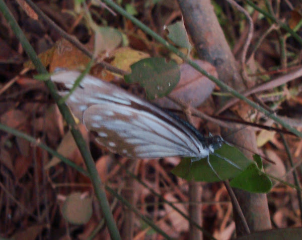 Common Wanderer Butterfly | Project Noah