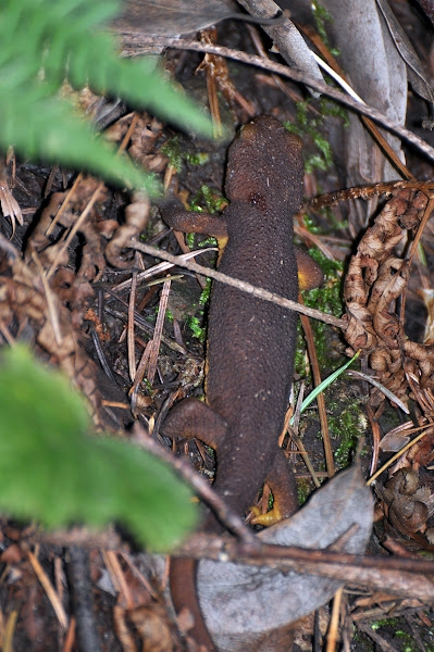 California Newt | Project Noah