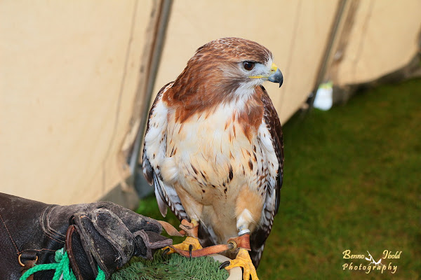 Common Buzzard | Project Noah