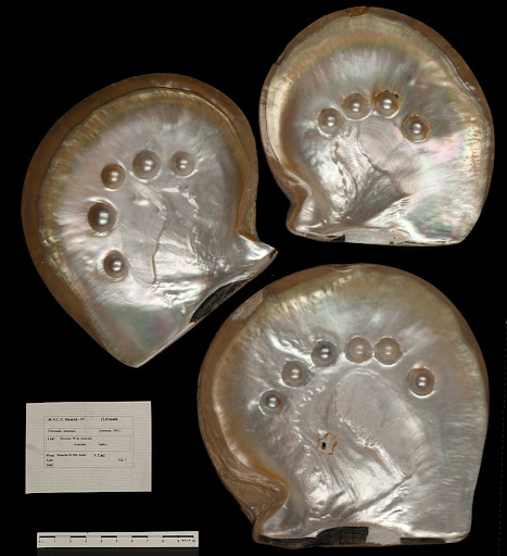 Pearl oyster (Pinctada maxima) — Google Arts & Culture