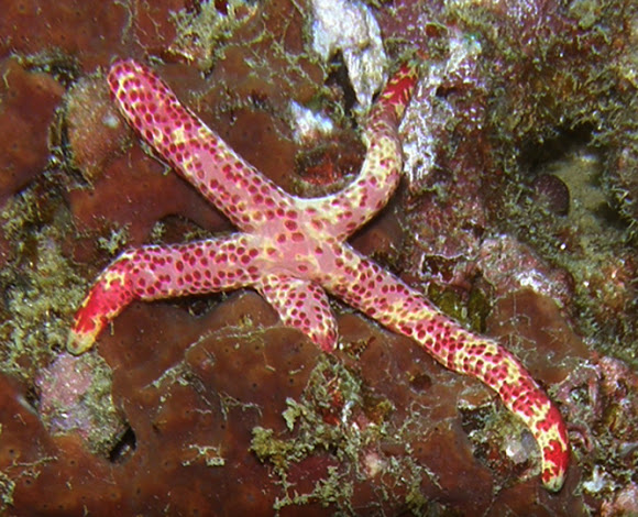 Mottled linckia sea star | Project Noah