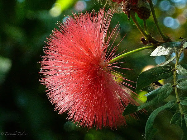 Calliandra | Project Noah