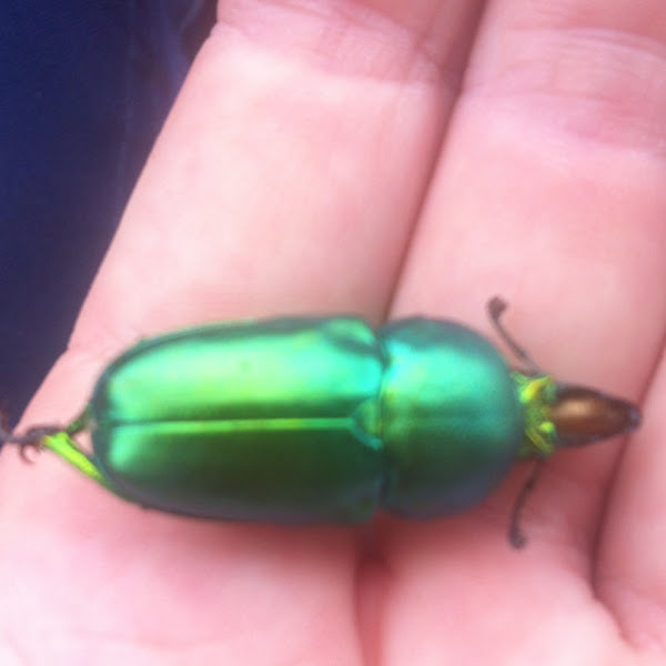 Golden stag beetle (male) | Project Noah