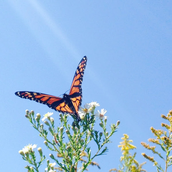 Monarch Butterfly | Project Noah