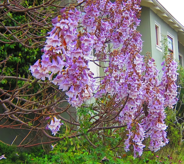 Empress Tree | Project Noah