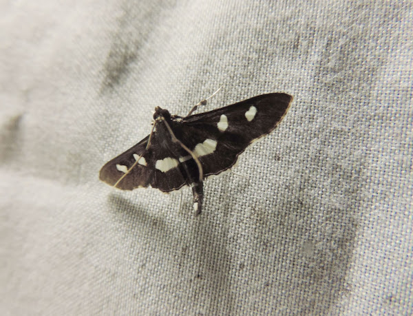 Grape leaffolder (moth) | Project Noah