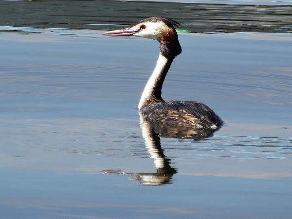 Great Crested Grebe | Project Noah