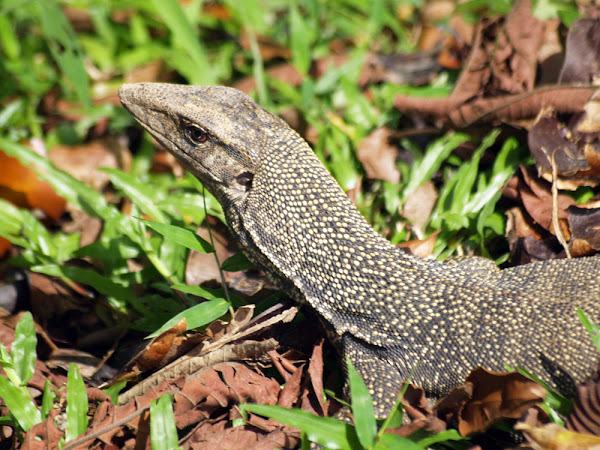 Clouded Monitor Lizard | Project Noah