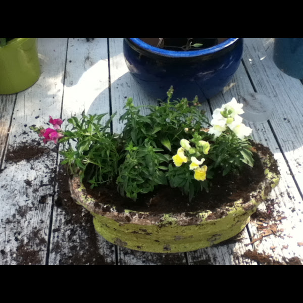 Snapdragon | Project Noah