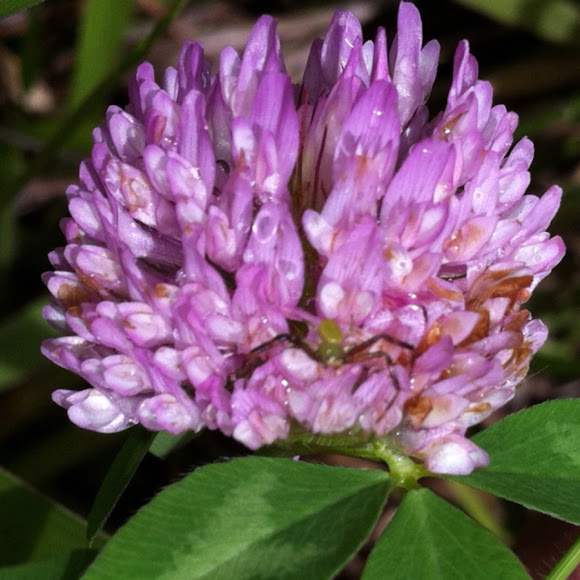 Trébol Rojo, Trébol Violeta, Red Clover | Project Noah