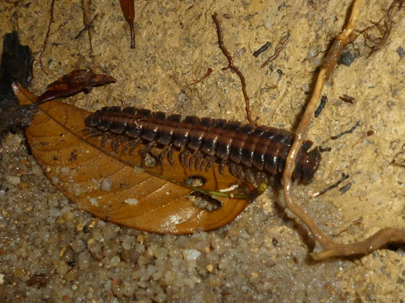 Tractor millipede | Project Noah