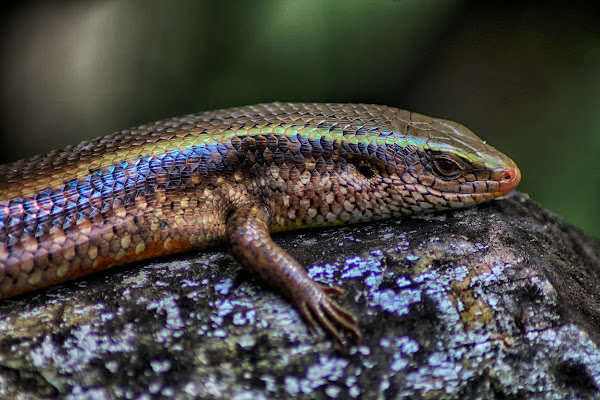 Common five-lined skink | Project Noah