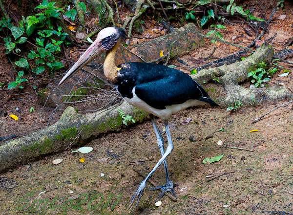 Storm's Stork | Project Noah