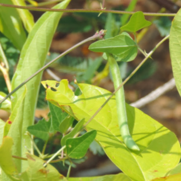 Pink Fuzzy Bean | Project Noah