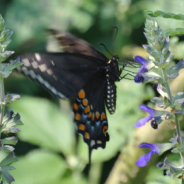 Black Swallowtail female | Project Noah