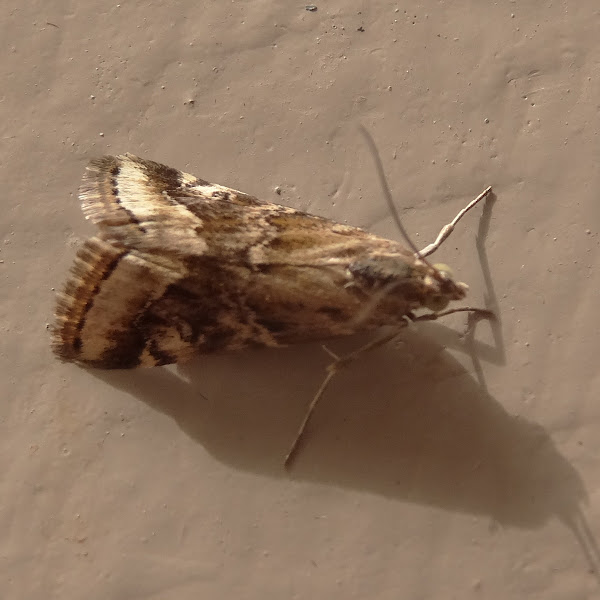 Hellula hydralis | Project Noah