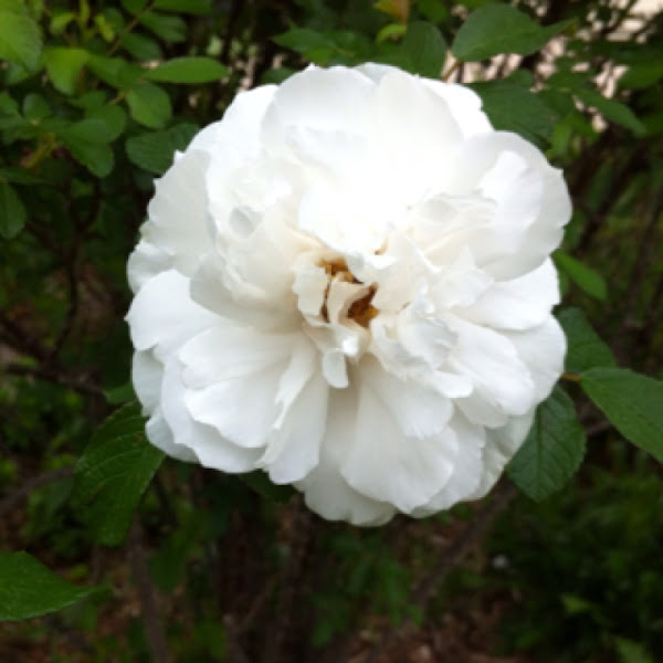 Sir Thomas Lipton Rose | Project Noah