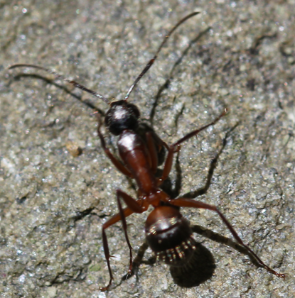 ant red and black with clear abdomenal spikes | Project Noah