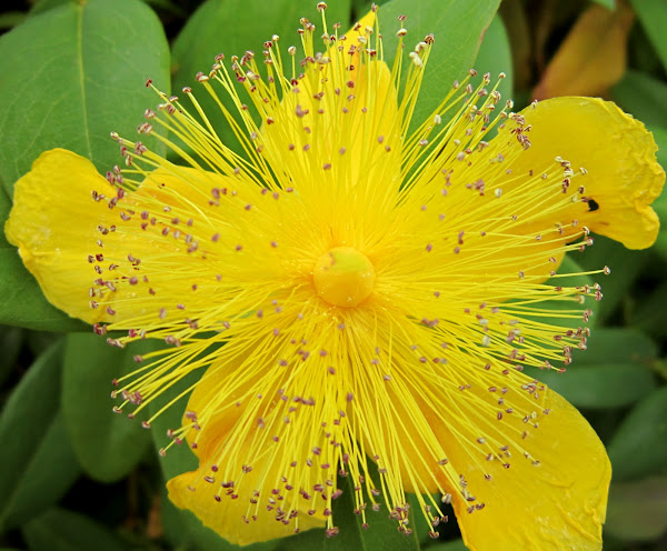 Great St. John's Wort | Project Noah