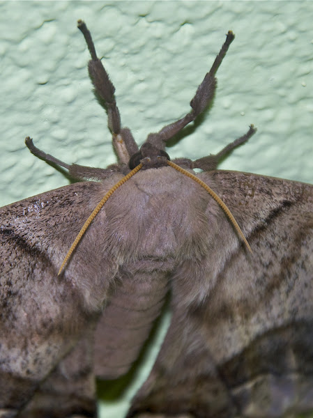 Royal Moth/Giant Silkworm Moth | Project Noah