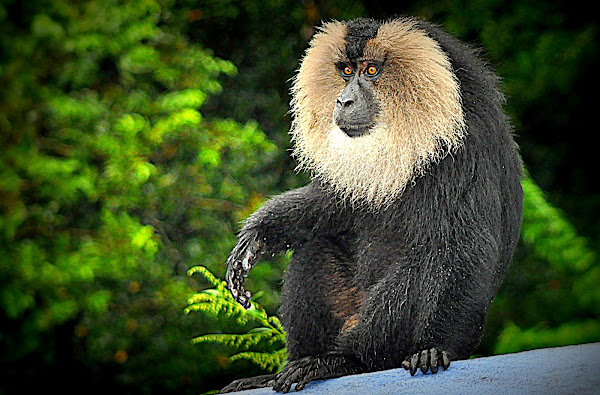 Lion-tailed Macaque | Project Noah