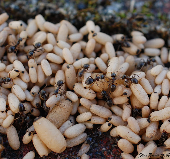 Black Garden Ant | Project Noah