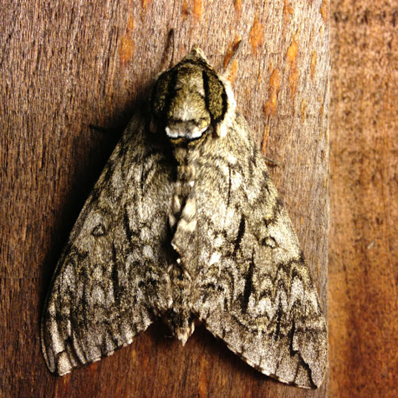 Waved sphinx moth | Project Noah