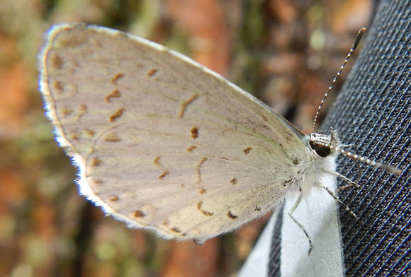 Summer Azure Butterfly | Project Noah