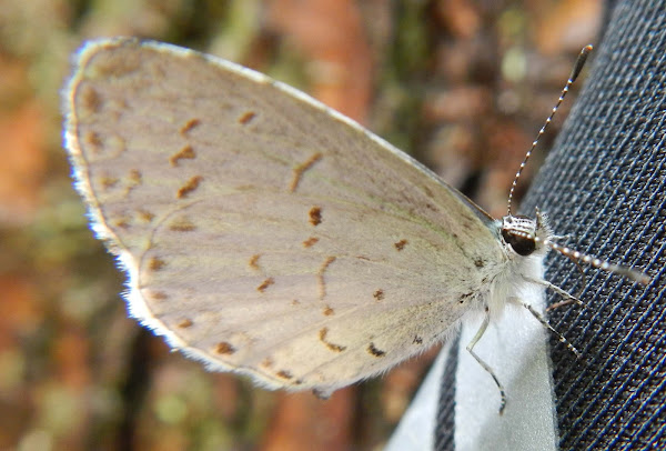 Summer Azure Butterfly | Project Noah
