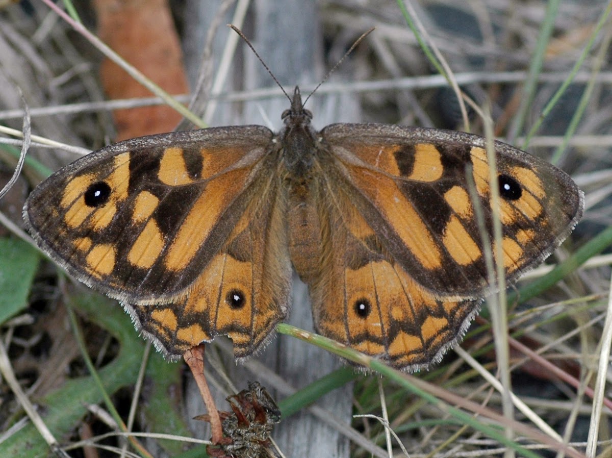 Common Brown Butterfly | Project Noah