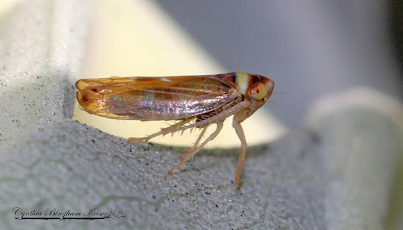 Leafhopper | Project Noah