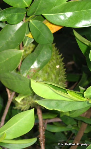 Soursop / മുള്ളാത്ത (mullaatha) / Thorny Custard Apple / Guanábana ...