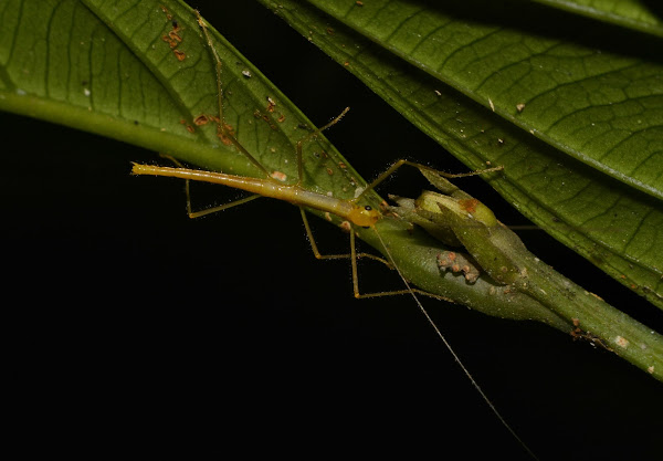 Stick Insect, Phasmid - Nymph | Project Noah