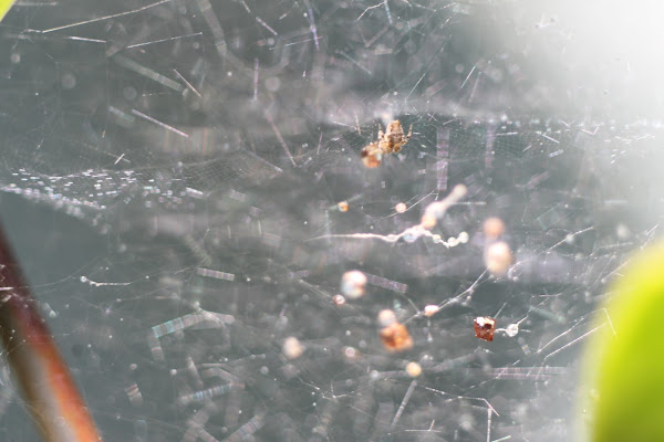 Cyrtophora Cytricola | Project Noah