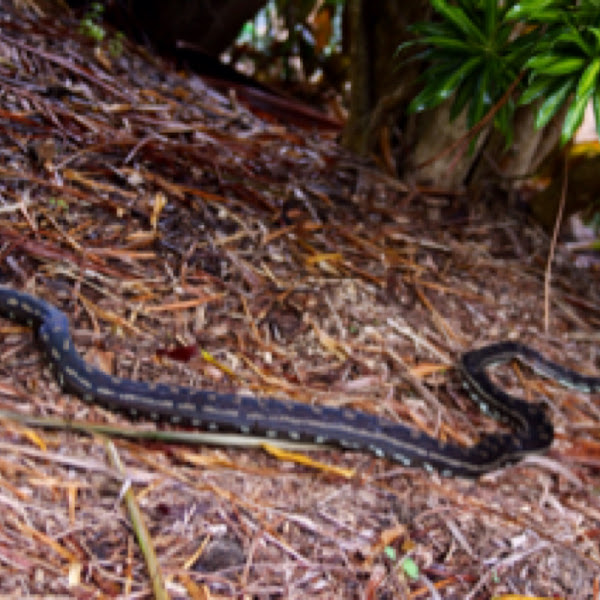 Coastal Carpet python | Project Noah