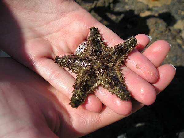 Sheriff-badge starfish | Project Noah