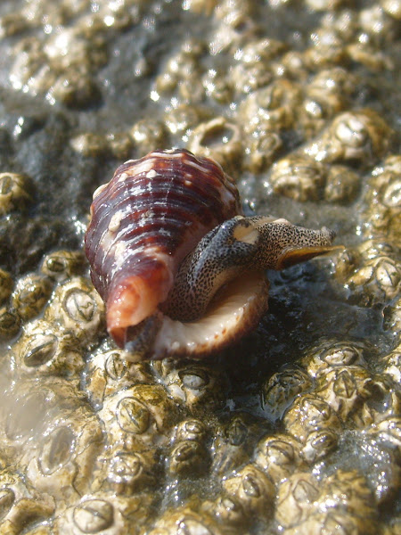 Tinted Cantharus | Project Noah