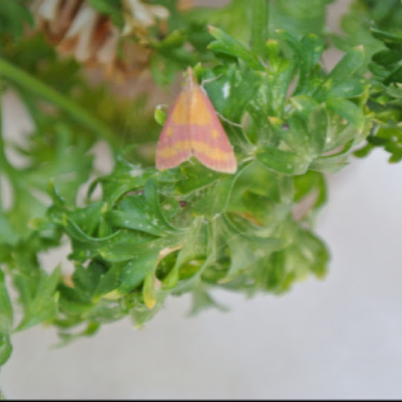 Southern Purple Mint Moth | Project Noah