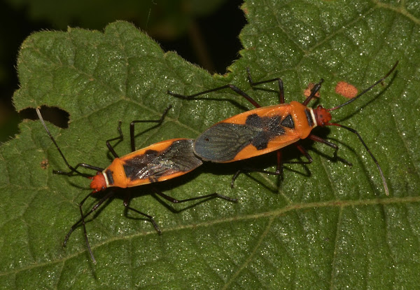 Cotton Stainer Bug | Project Noah