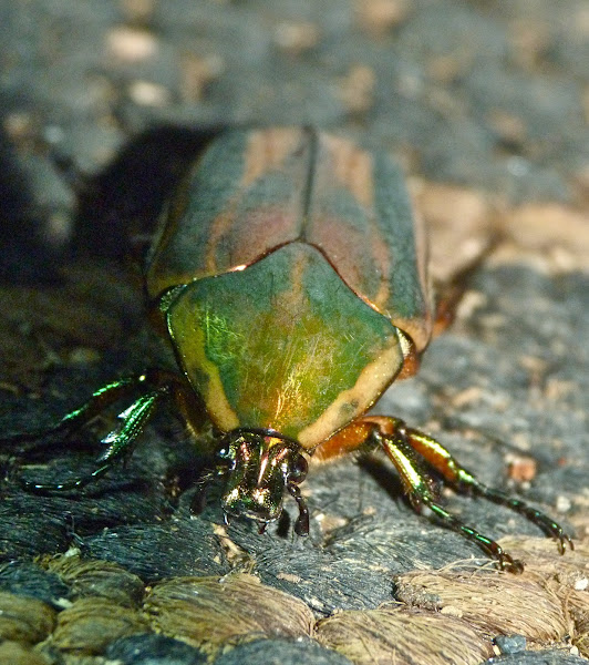 Green June beetle | Project Noah