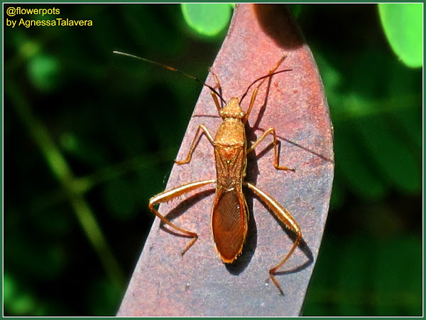 Pod-sucking Bug, Bean Bug | Project Noah